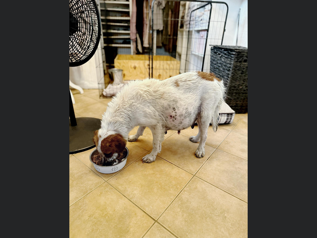 Pregnant and without vet care