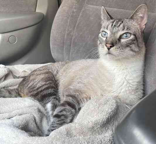 Scout needs a new wheelchair!