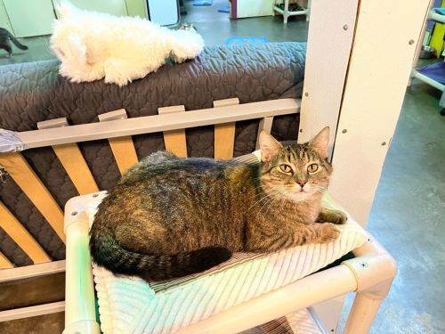 Goathouse Refuge - A cage-free cat shelter