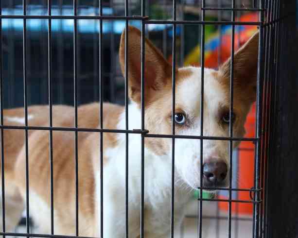 Urgent Help Needed for Dogs