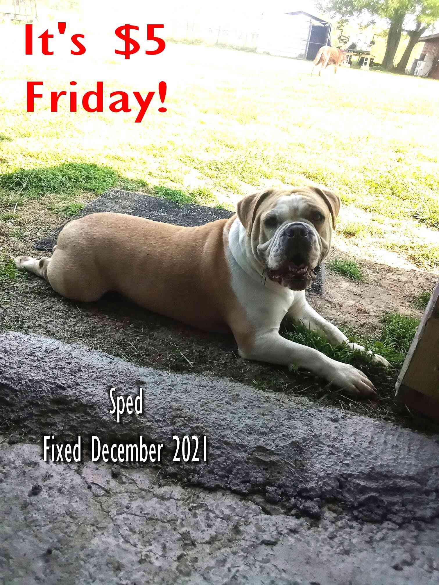 It's Five Dollar Friday!