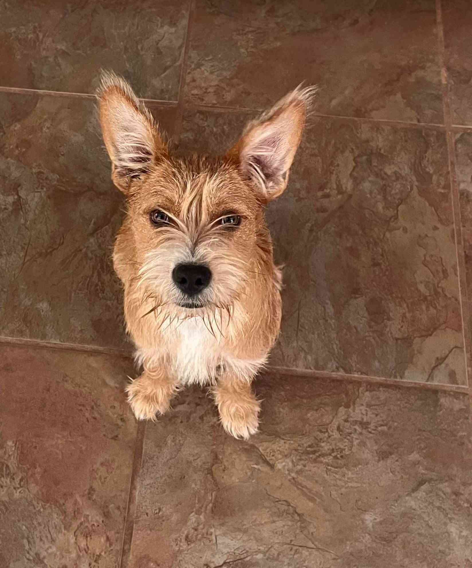 Burtis needs heart surgery est. $4000