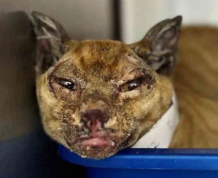 Pets injured, lost & dead from Maui fire