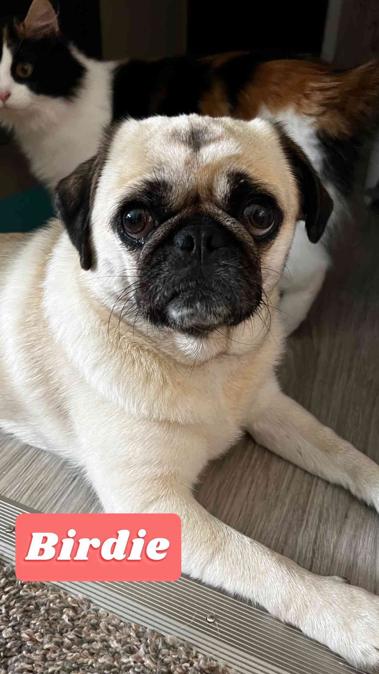 Please Help Pay Vet Bills For Birdie