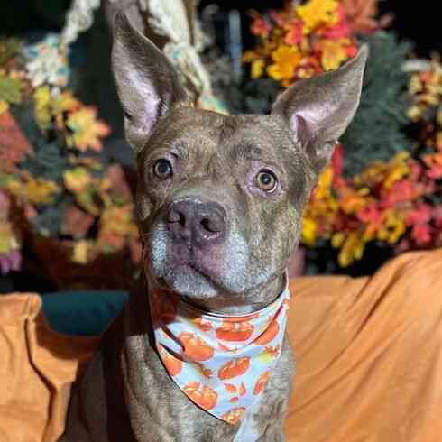 LBWF Emergency Fall Fundraiser