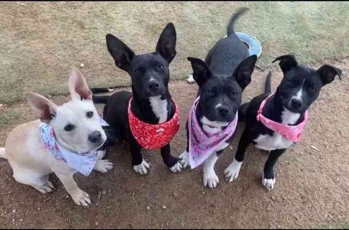 LBWF Emergency Fall Fundraiser