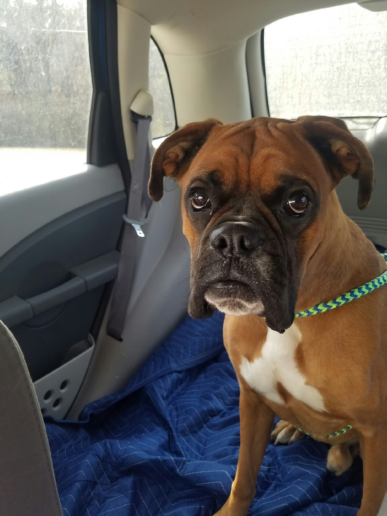 BOXER EMERGENCY RESCUE FUNDRAISER