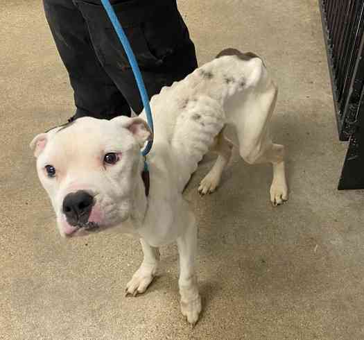 Help Potato beat parvo!