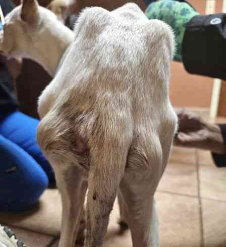 Emaciated dog going to be euthanized!
