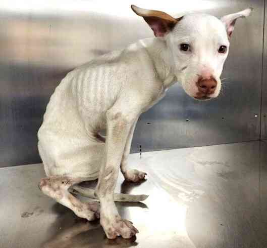 Emaciated dog going to be euthanized!