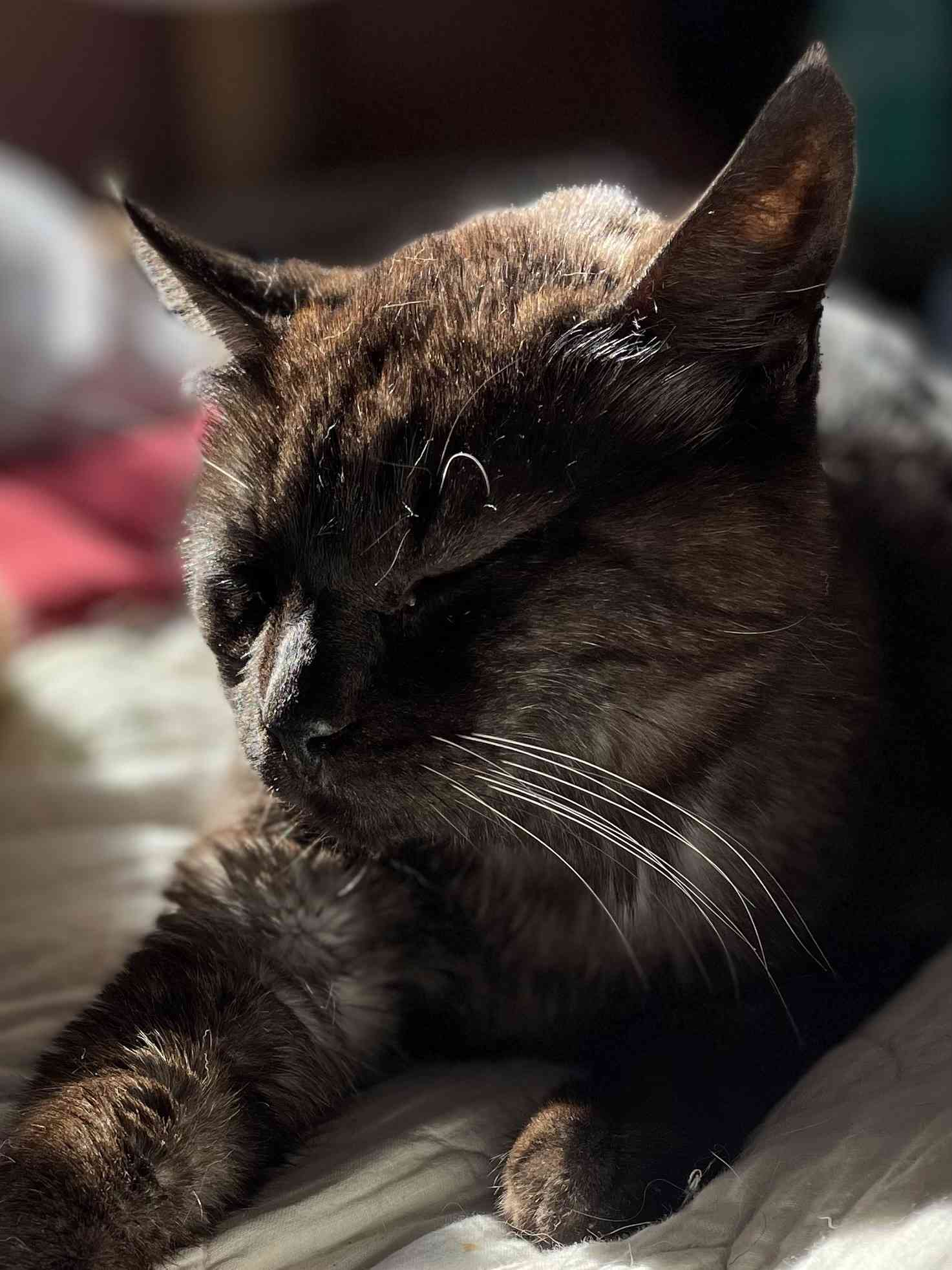 Senior Cats Need Your Help
