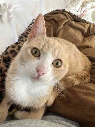 Senior Cats Need Your Help