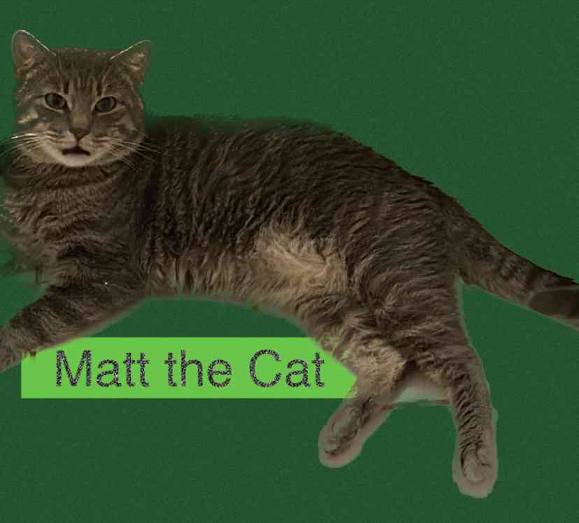 GivingTuesday for Matt the Cat & More!