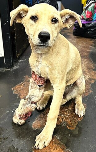 Mangled leg needs to be amputated 💔