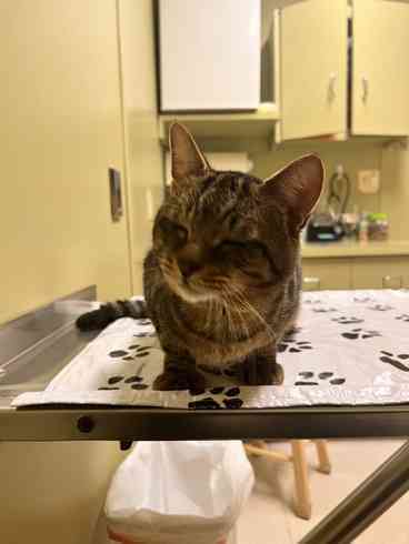 Help Gage Be Able to See