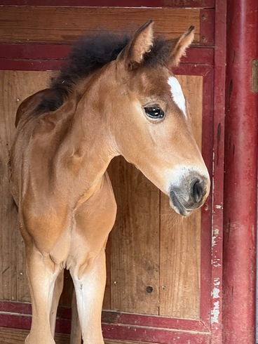 13 Hands Equine Rescue needs your help!