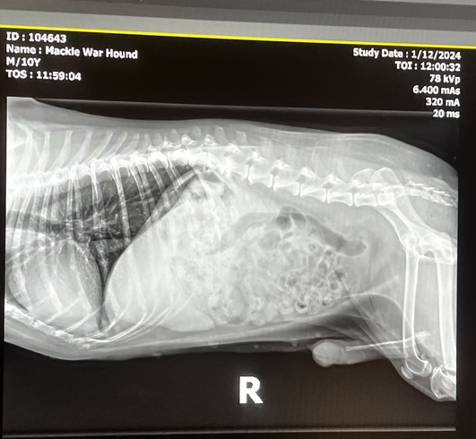 Senior Pup Found in Desert near death