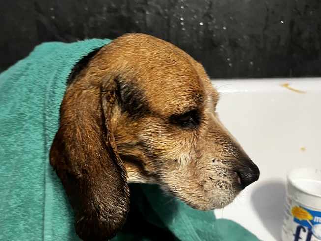Senior Pup Found in Desert near death