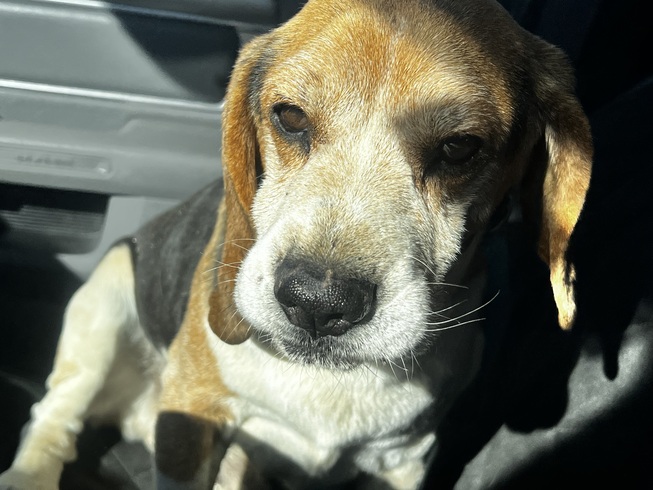 Senior Pup Found in Desert near death
