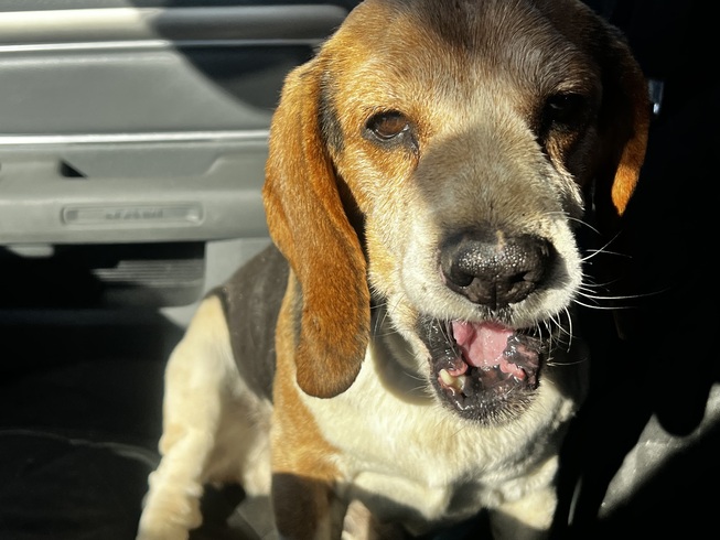 Senior Pup Found in Desert near death