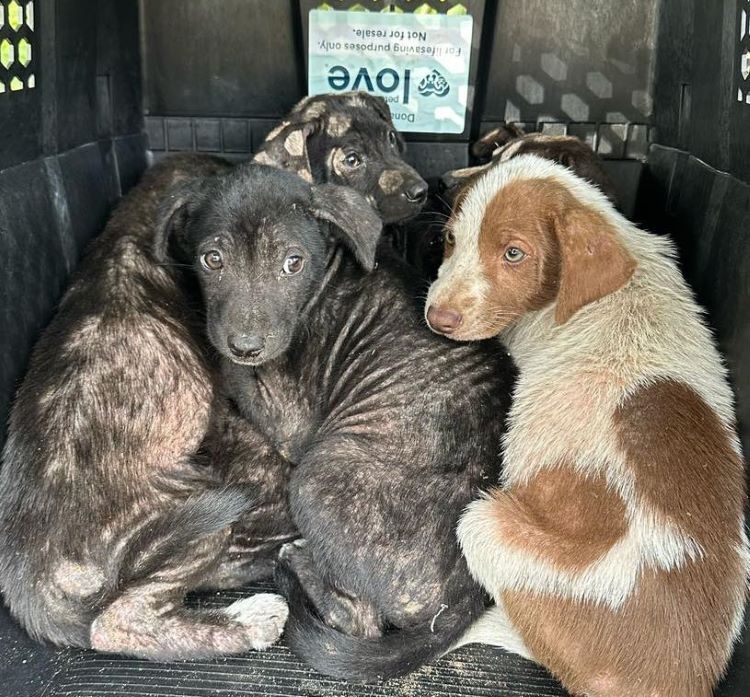 6 puppies dumped on Dead Dog Beach!