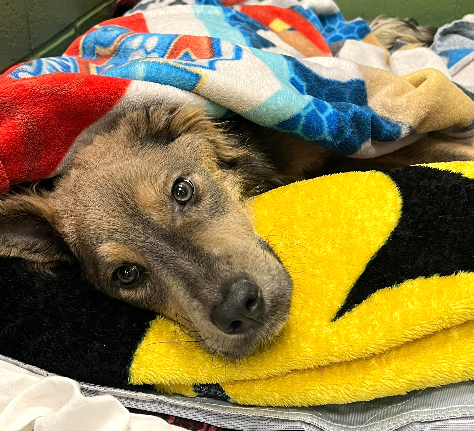 Emaciated dog in dire need of care!