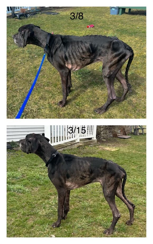 Help Needed for Boone the Dane