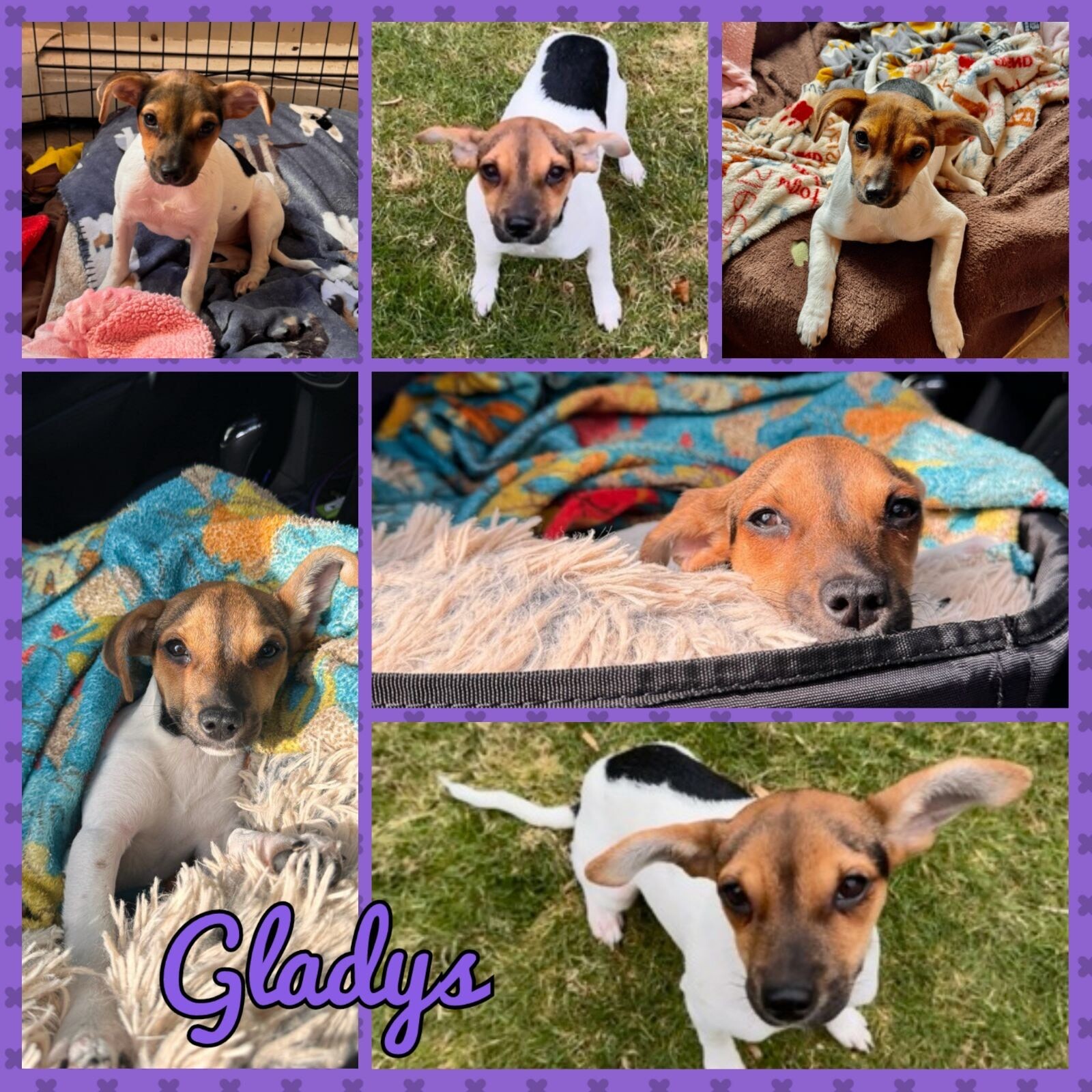 Help us with Gladys' medical care!