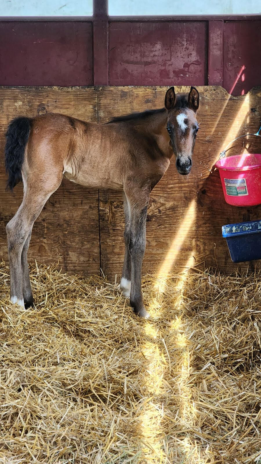 Vote for Your Favorite Foal Name!