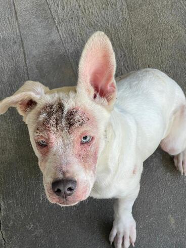 URGENT MEDICAL CARE for DCHS DOGS