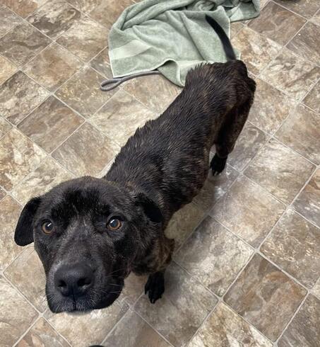 URGENT MEDICAL CARE for DCHS DOGS