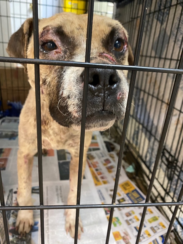 URGENT MEDICAL CARE for DCHS DOGS