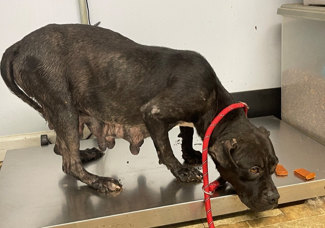 URGENT MEDICAL CARE for DCHS DOGS