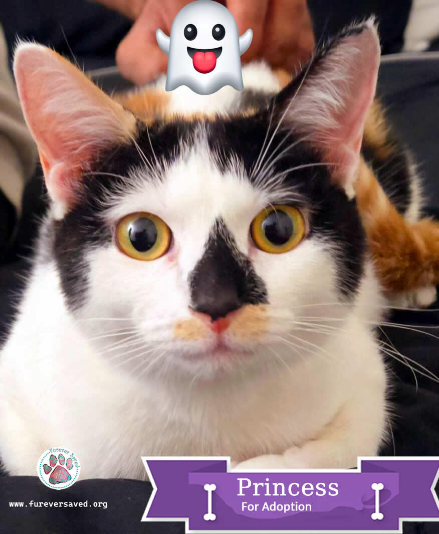 Post your pet and tell a story