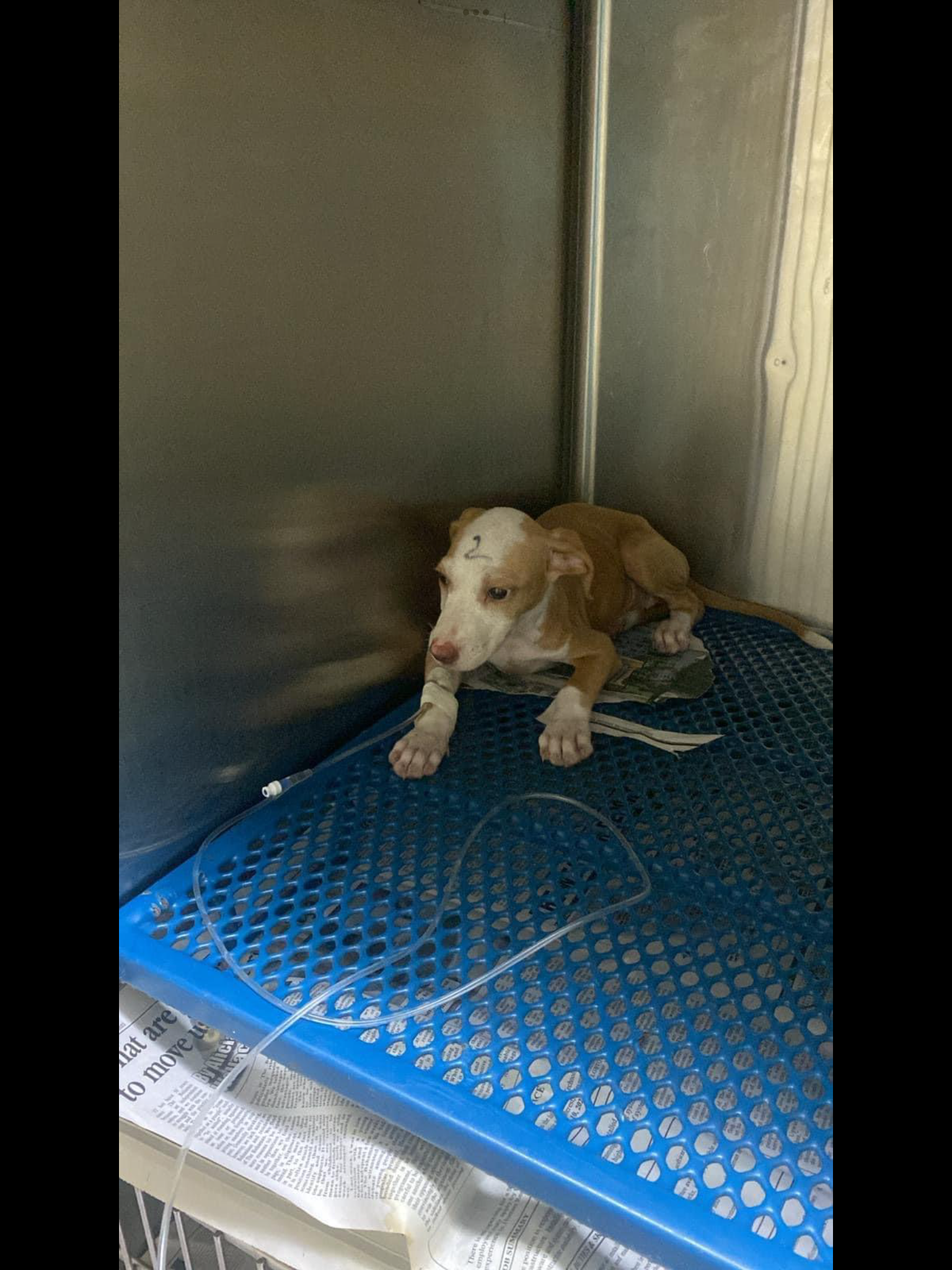 3 Parvo babies need help