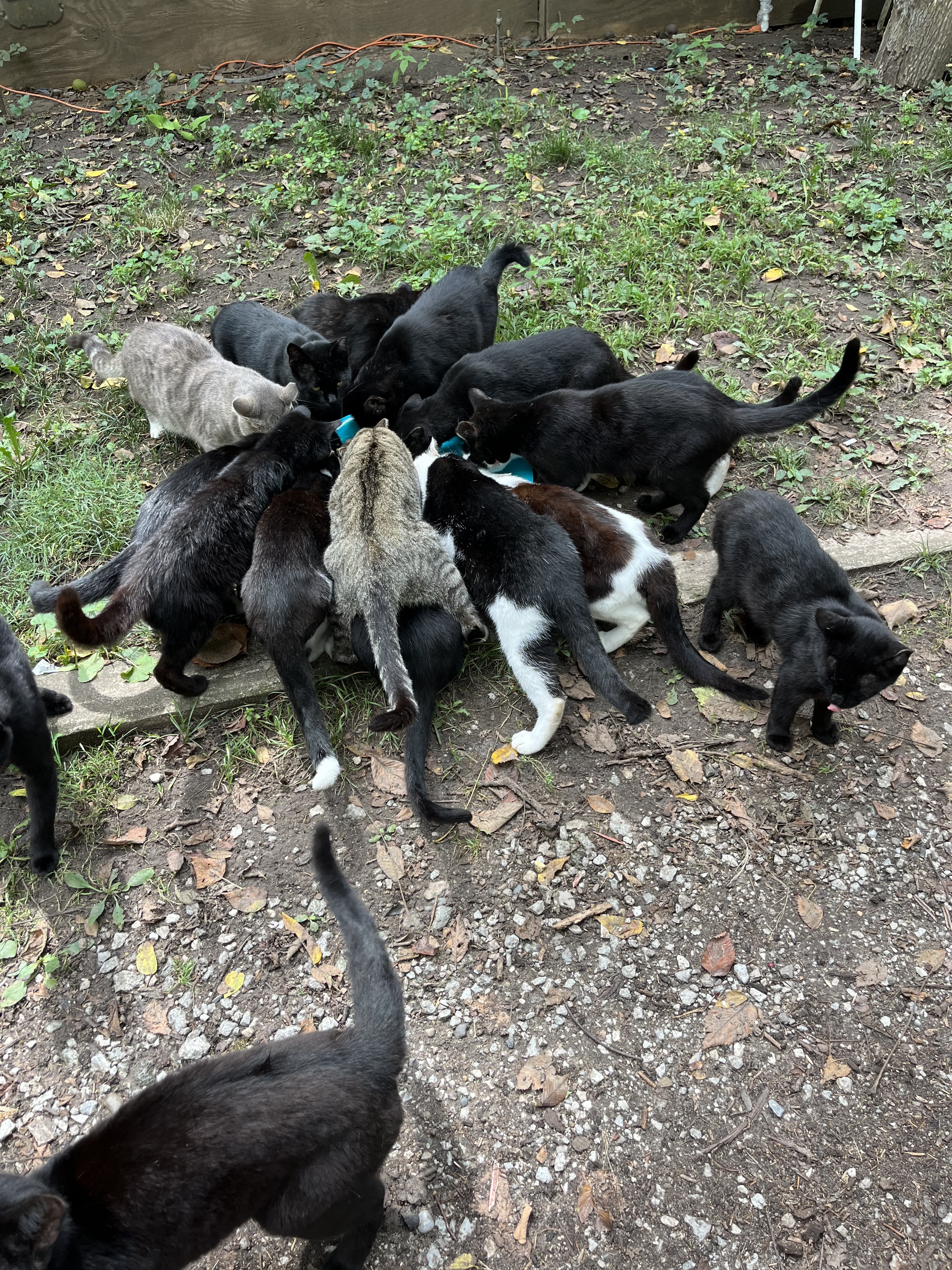 Saving Hoarding Cats