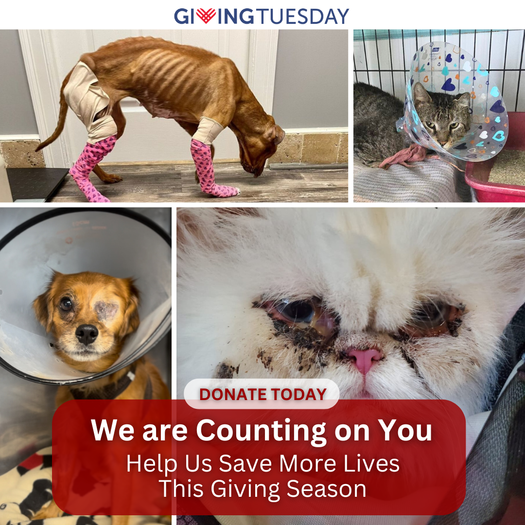 This Month of Giving, Help Us Save Lives