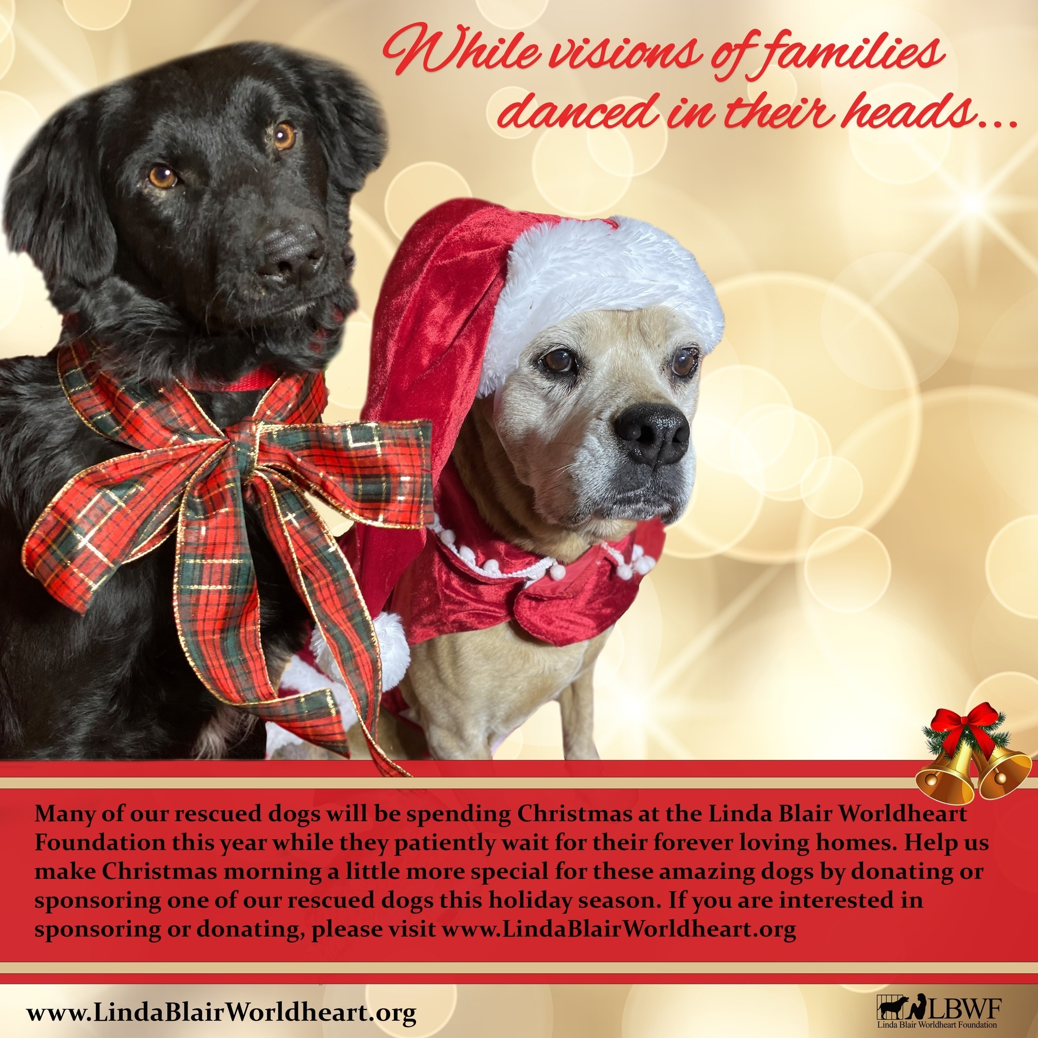 LBWF Giving Tuesday & Holiday Fundraiser