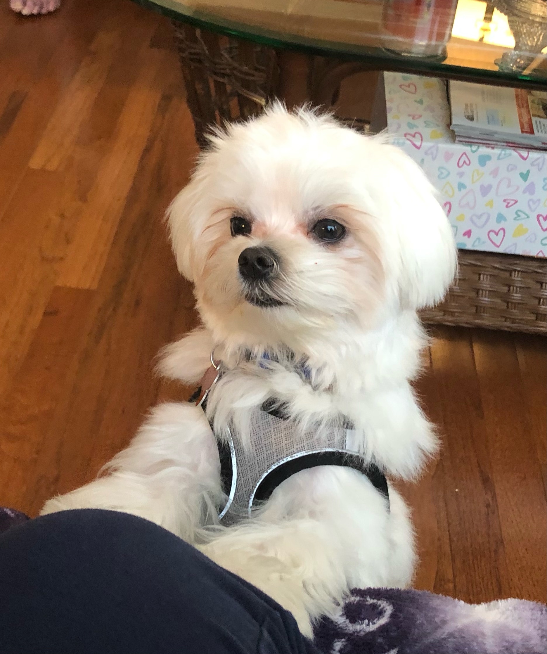 Tippy's Lifesaving Heart Surgery