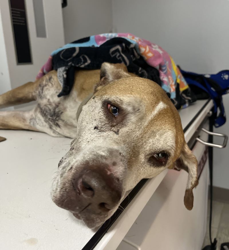 Heartbreaking Emergency: Emily Needs You