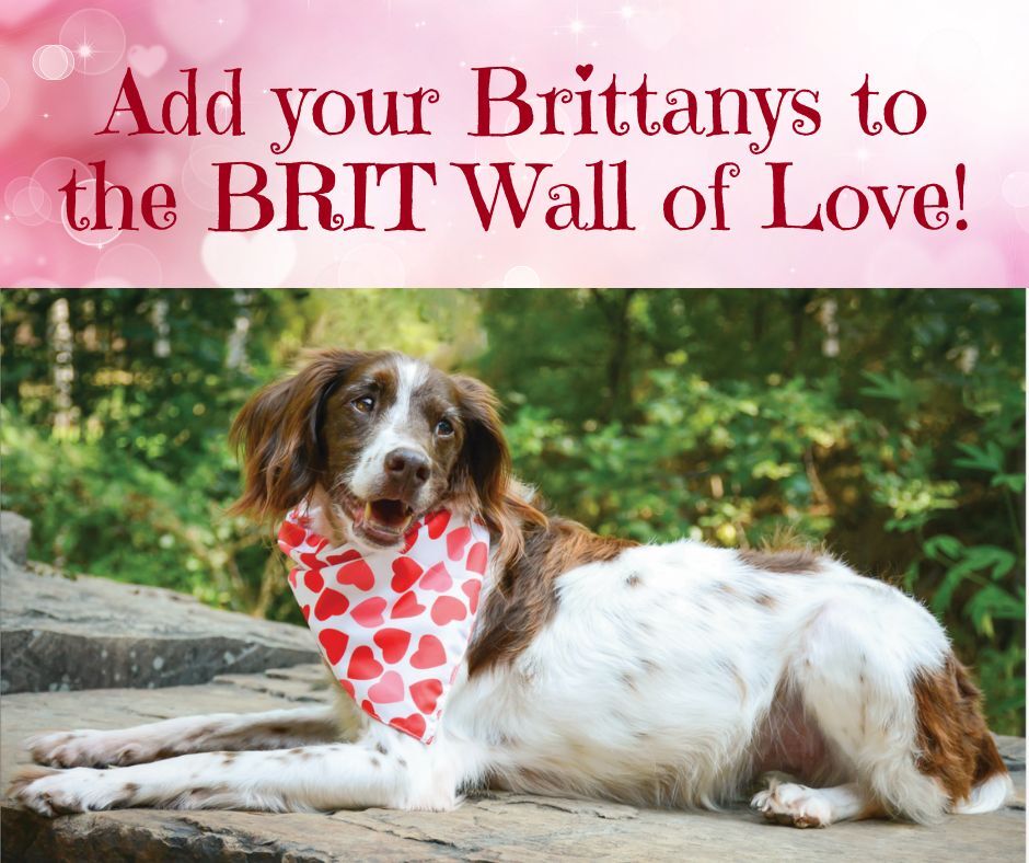Join the 2025 Brittany Wall of Love