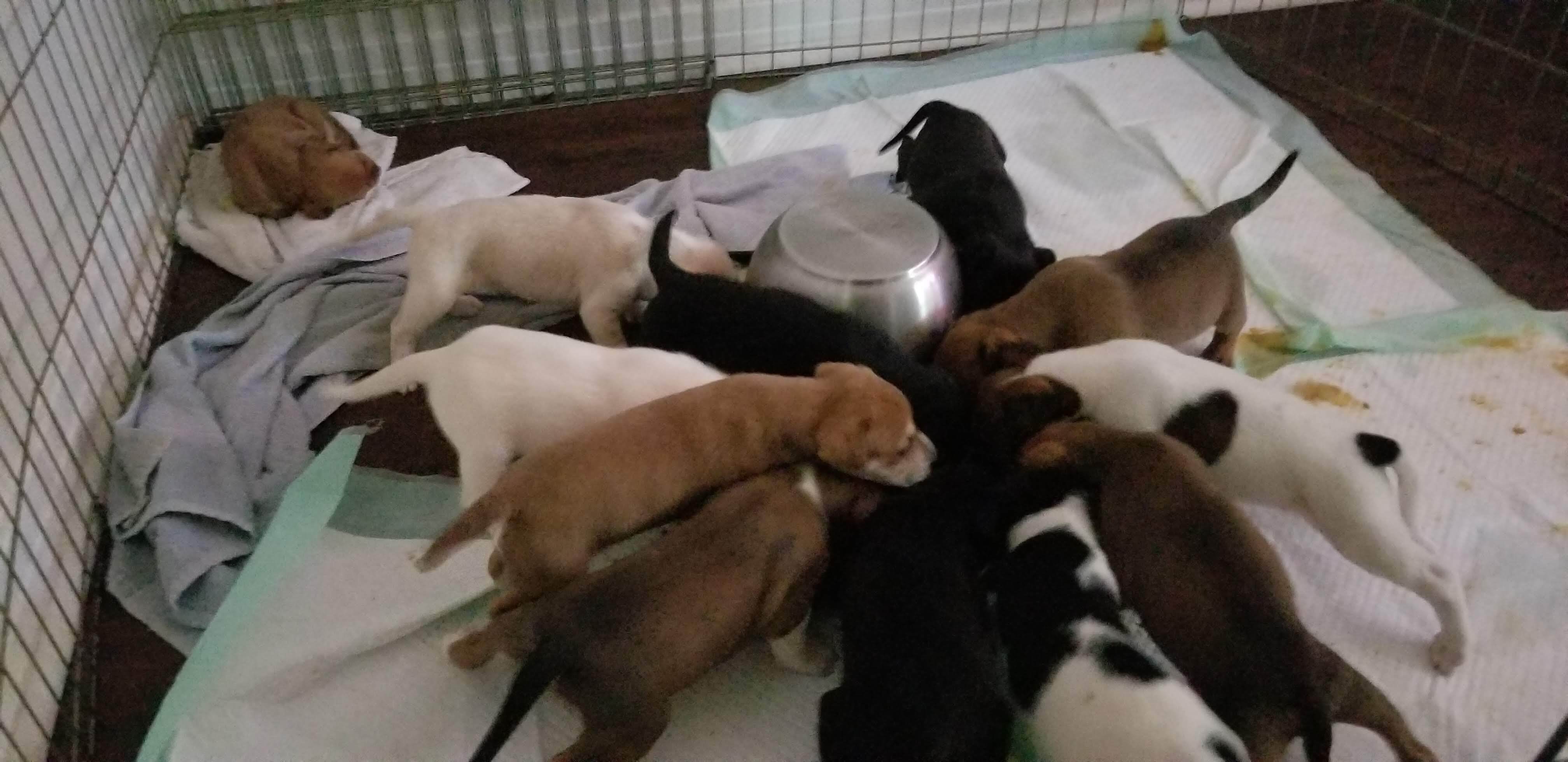 Five Dollar Friday for FAUNA