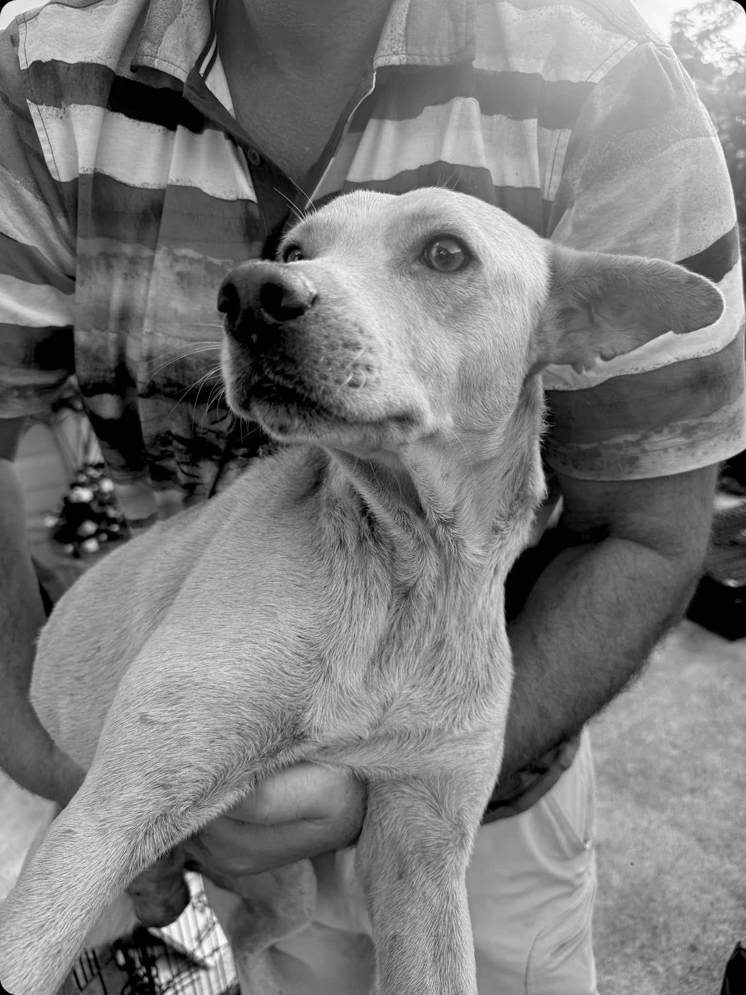 Fighting tumors and parasites