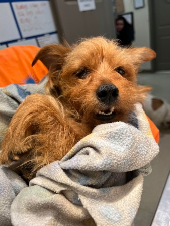 Owner Can't Pay...So He Could Die
