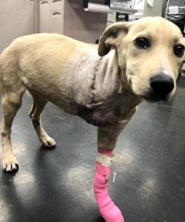 Mangled leg needs to be amputated 💔