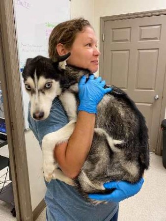 Starved Husky Found Nearly Lifeless