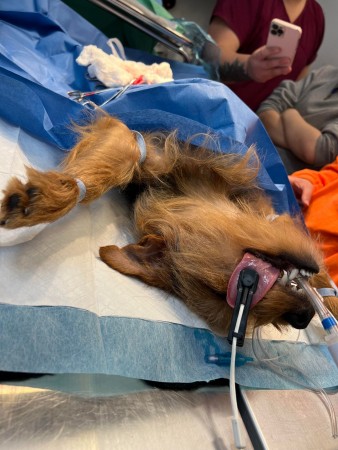 Owner Can't Pay...So He Could Die