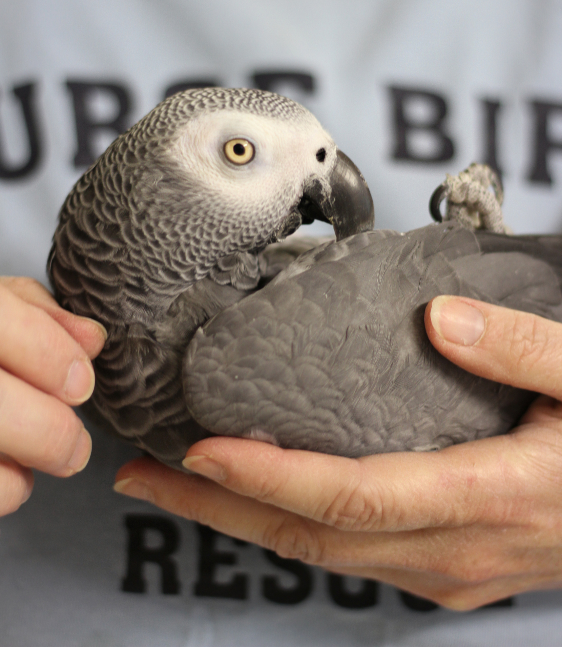 Burge Bird Rescue Parrot Sanctuary